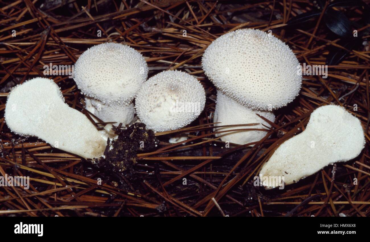 Devils snuff box lycoperdon perlatum hi-res stock photography and ...