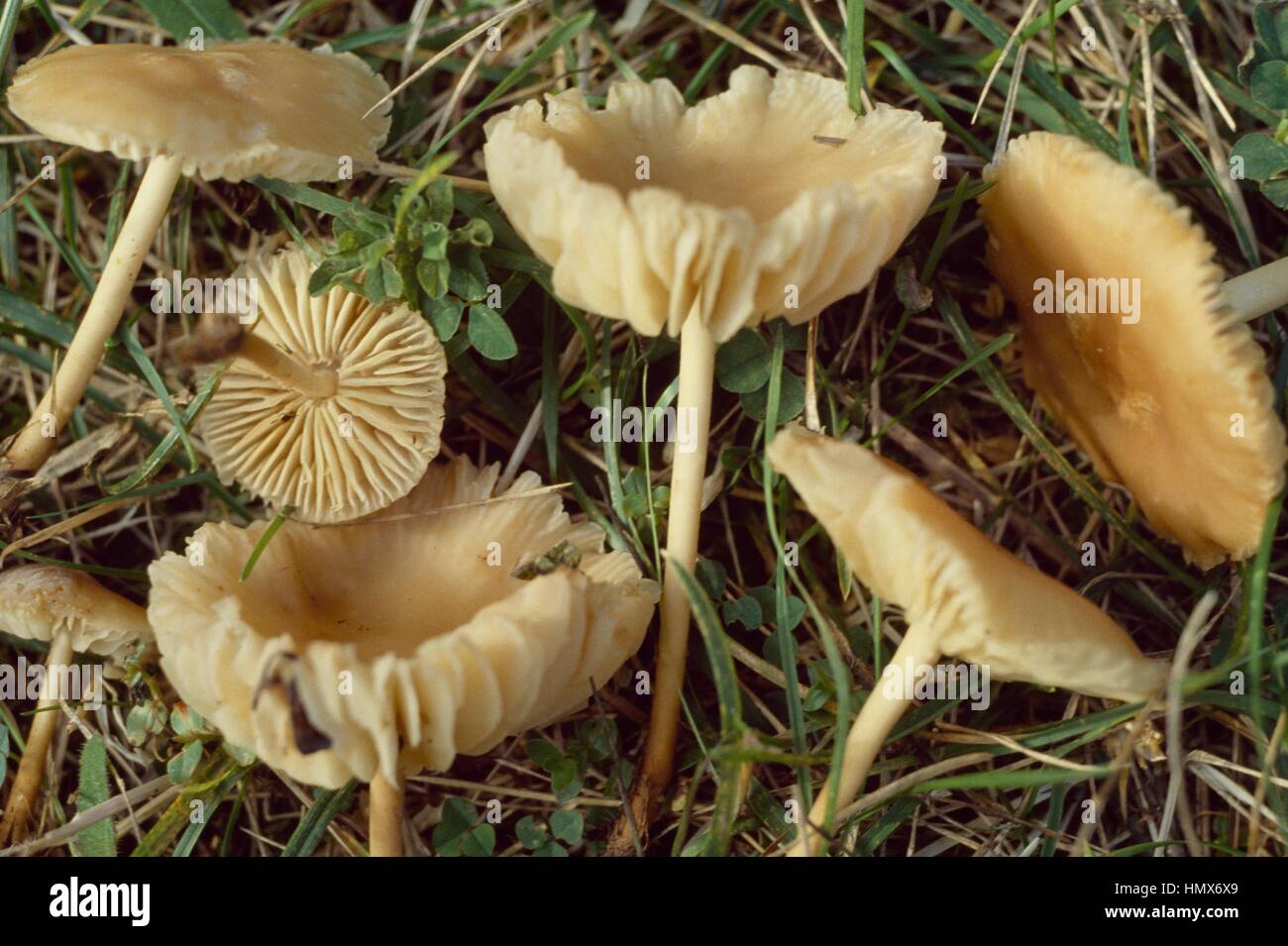 Fairy Bonnet Mushrooms