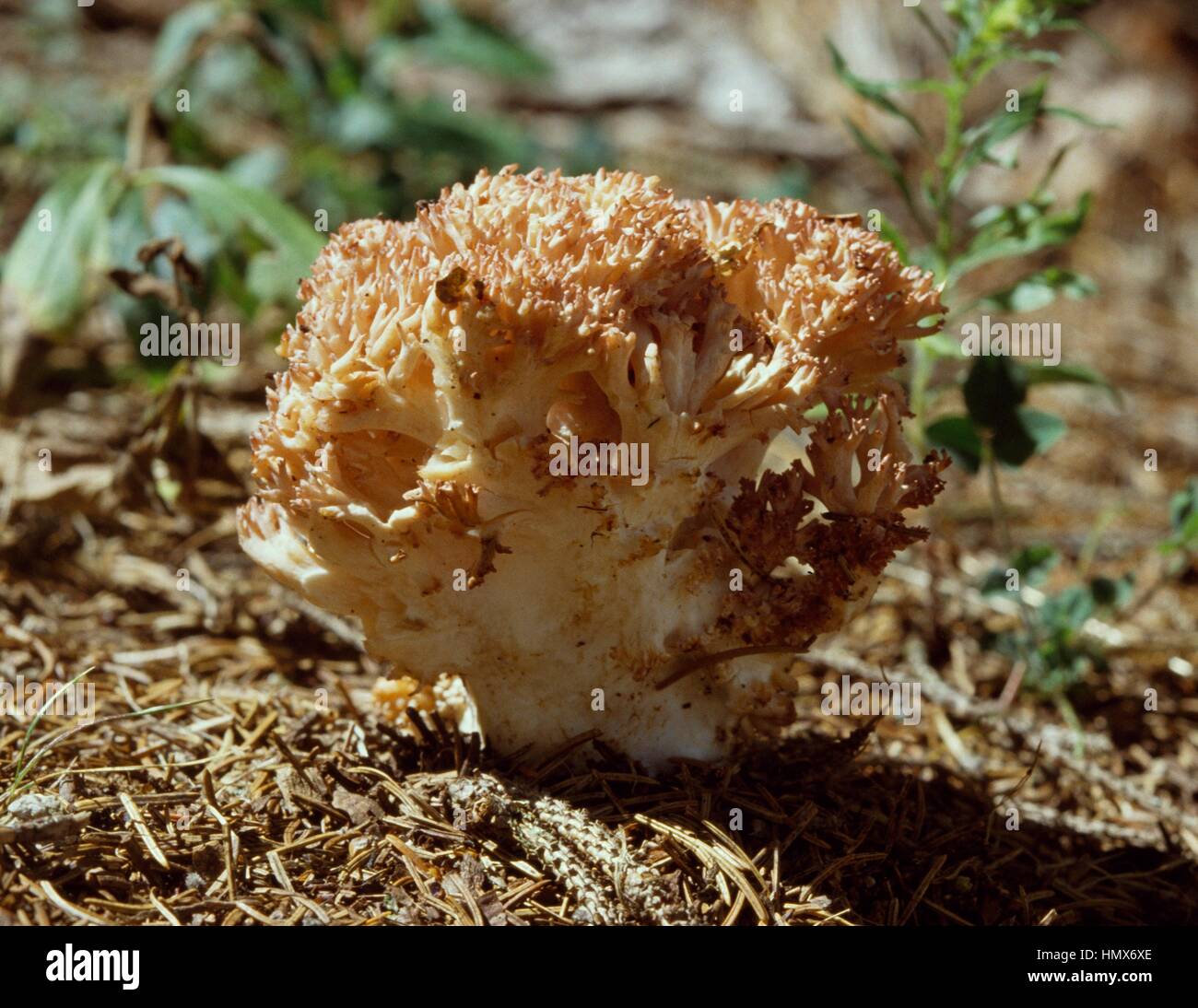 Rosso Coral, Cauliflower coral, or Pink-tipped coral mushroom (Clavaria ...