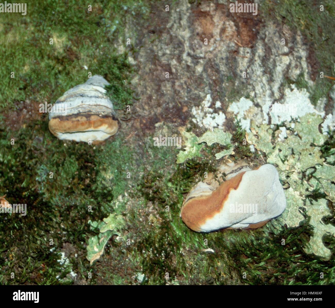 Examples from the Polyporaceae family Stock Photo - Alamy