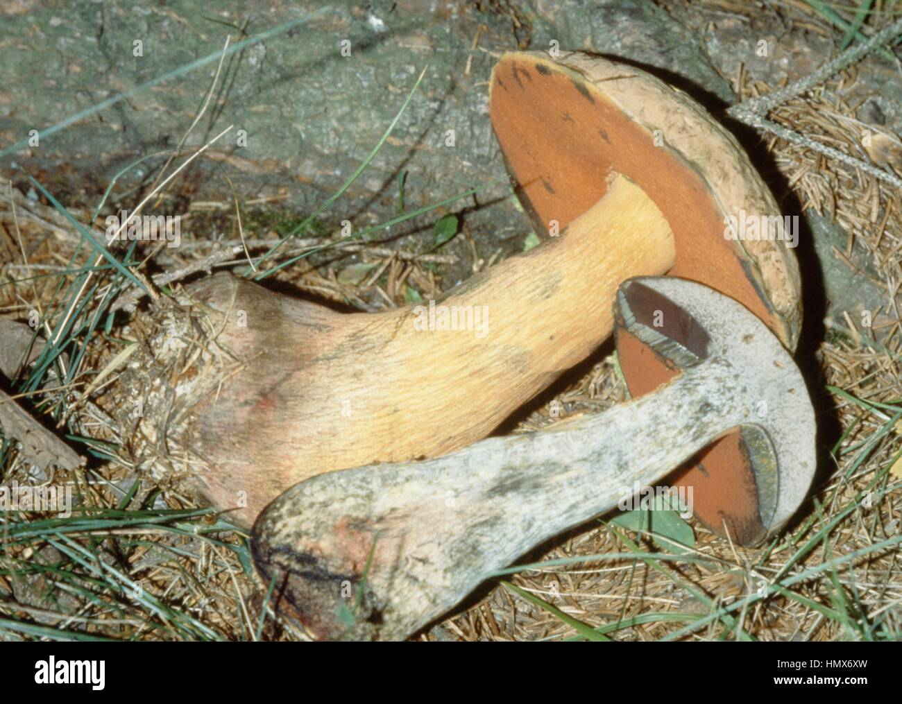 Example and section, Lurid Bolete (Boletus luridus), Boletaceae Stock ...