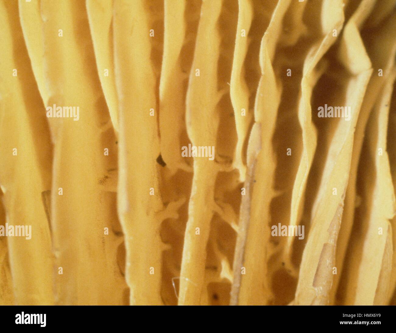 Gill Lamellae High Resolution Stock Photography and Images - Alamy