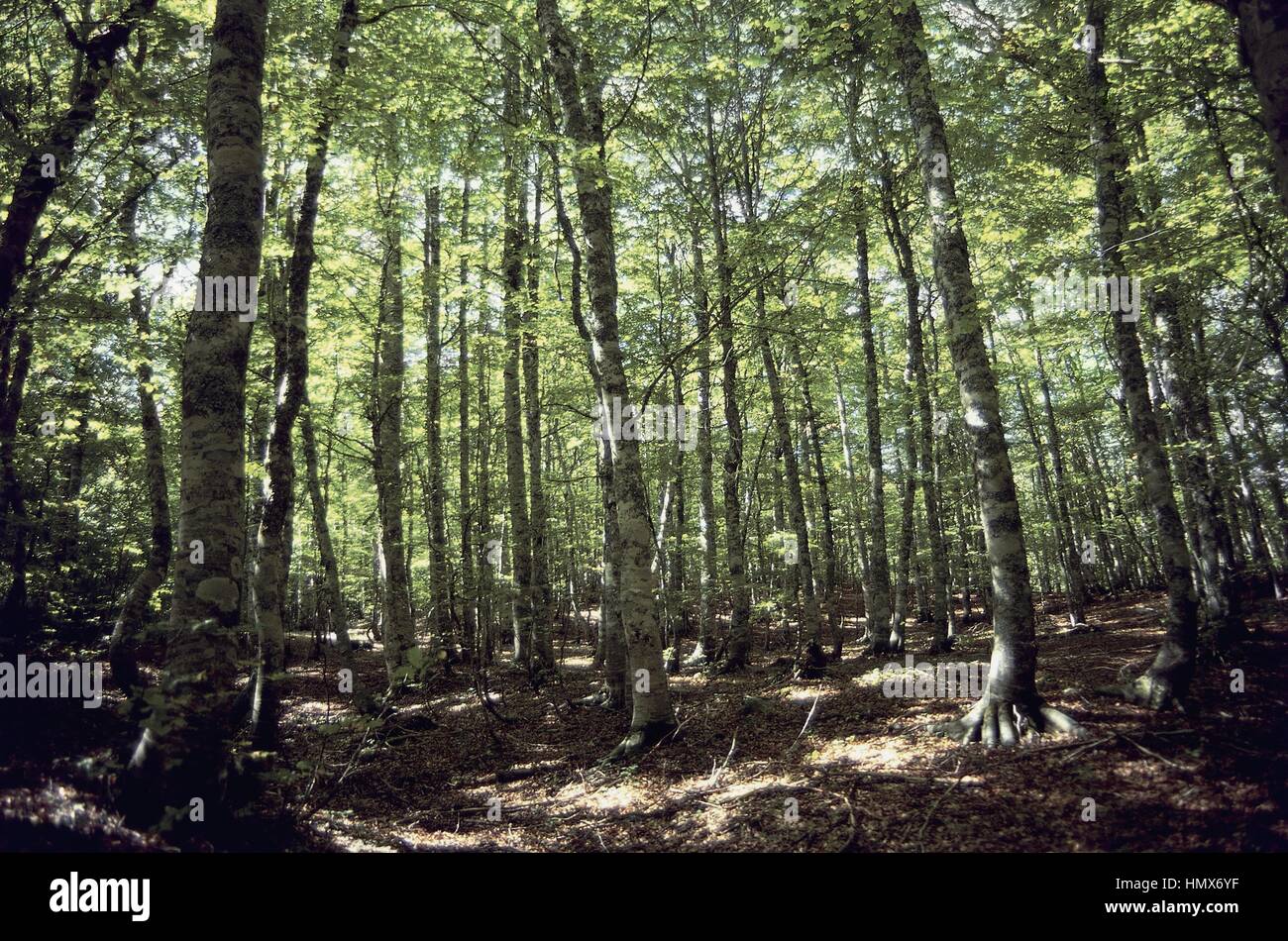 Botany - Fagaceae - Beech (Fagus sylvatica) - Beechwood Stock Photo - Alamy