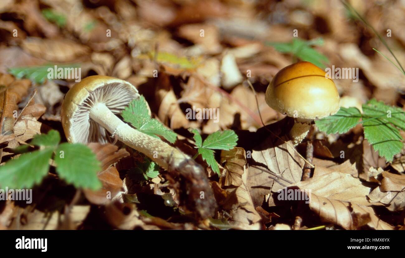 Examples of Garland Roundhead (Stropharia Coronilla), Strofariaceae ...