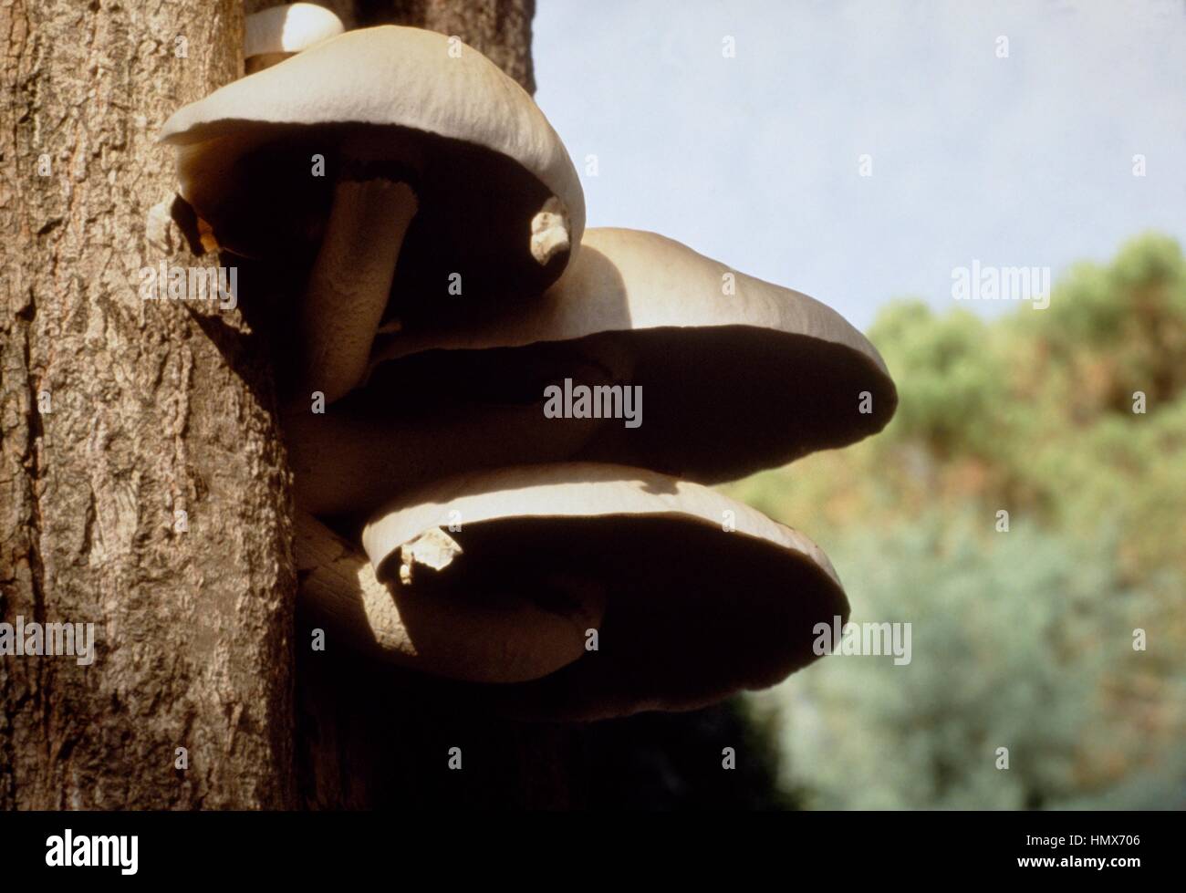 Black Poplar Mushroom (Agrocybe aegerita), Bolbitiaceae Stock Photo - Alamy
