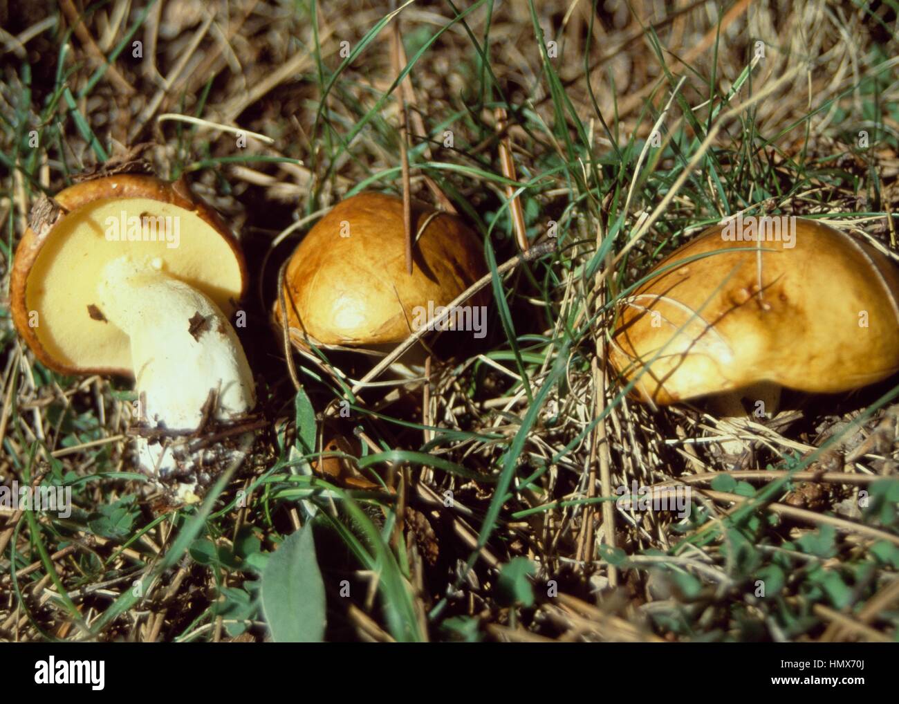 Weeping bolete, or Granulated bolete (Suillus granulatus), Suillaceae ...