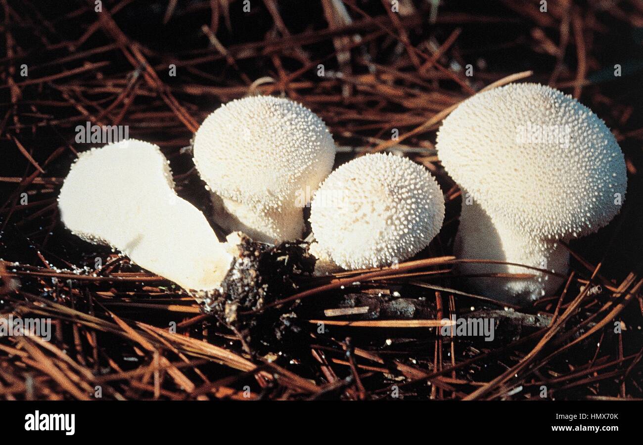 Examples of Common puffball, Warted puffball, Gem-studded puffball or ...
