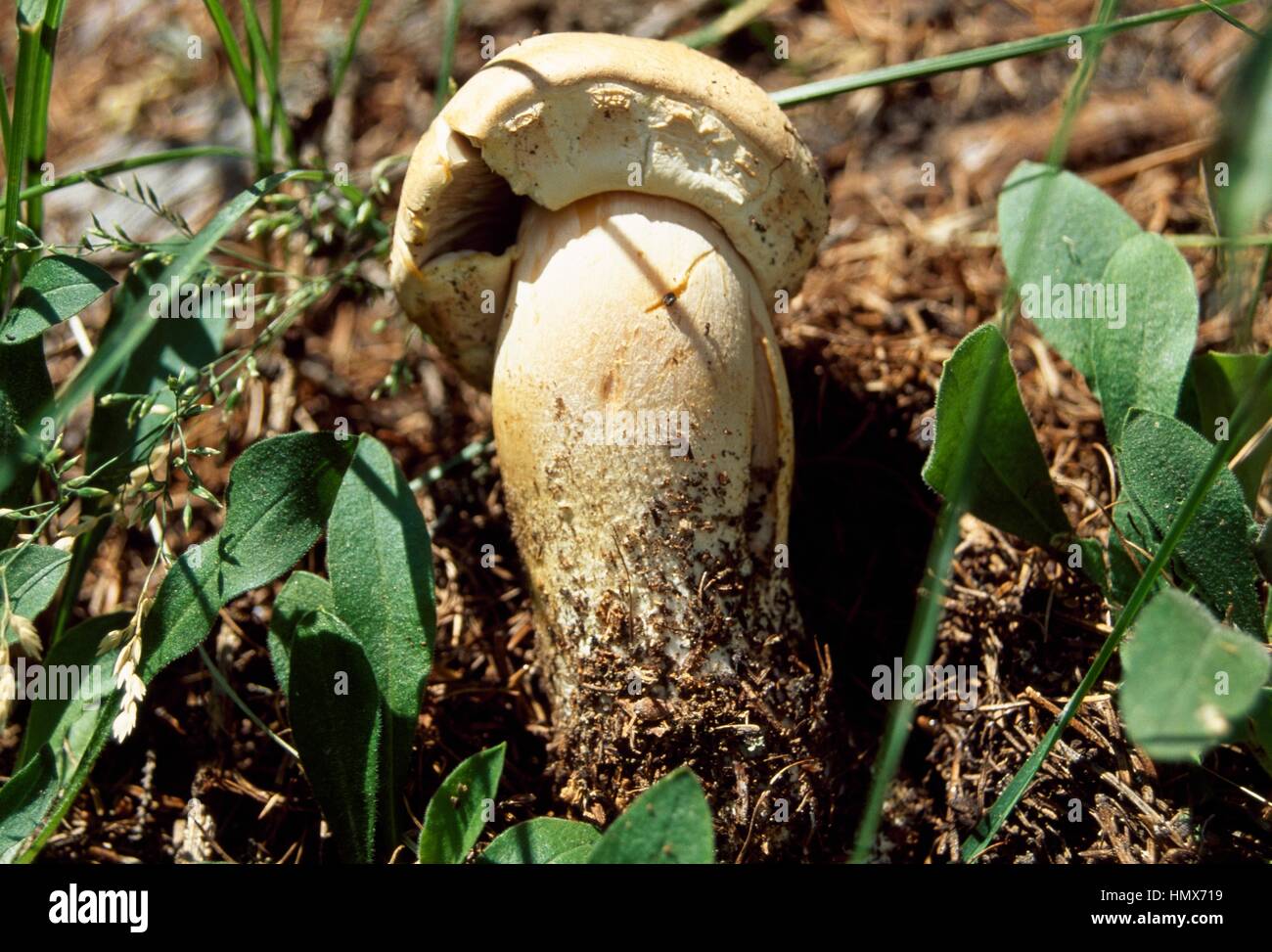 Examples of the Agaricus genus Stock Photo - Alamy
