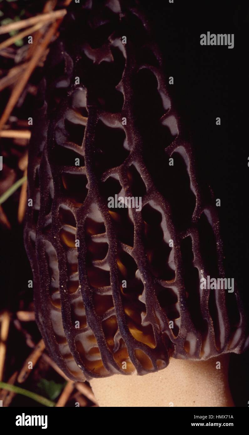 Black morel (Morchella conica o Mochella costata), Morchellaceae Stock ...