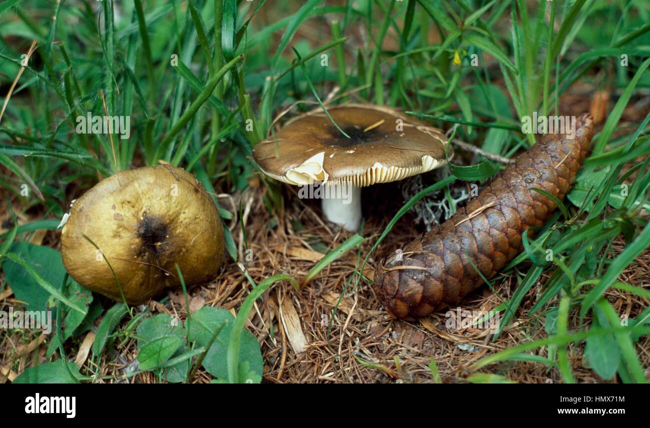 Examples from the genus Russula Stock Photo - Alamy