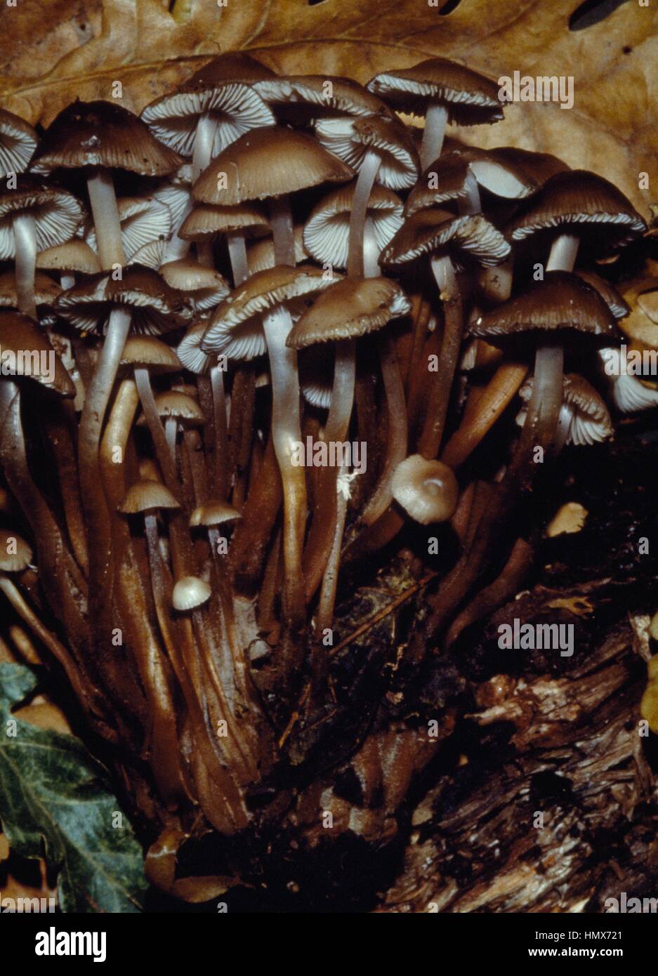 Clustered bonnet (Mycena inclinata), Tricholomatacee Stock Photo - Alamy