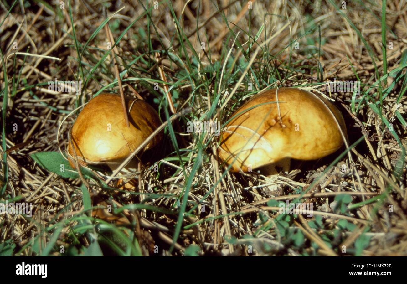 Pair of Weeping bolete, or Granulated bolete (Suillus granulatus ...