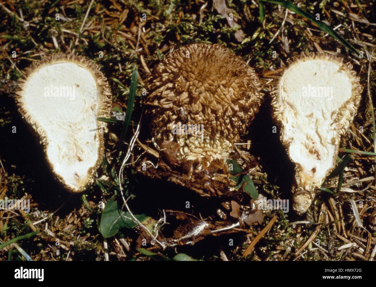 Examples of whole and sectioned Spiny puffball or Spring puffball ...