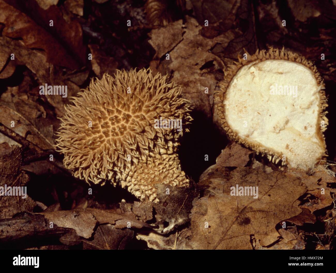 Examples of whole and sectioned Spiny puffball or Spring puffball ...