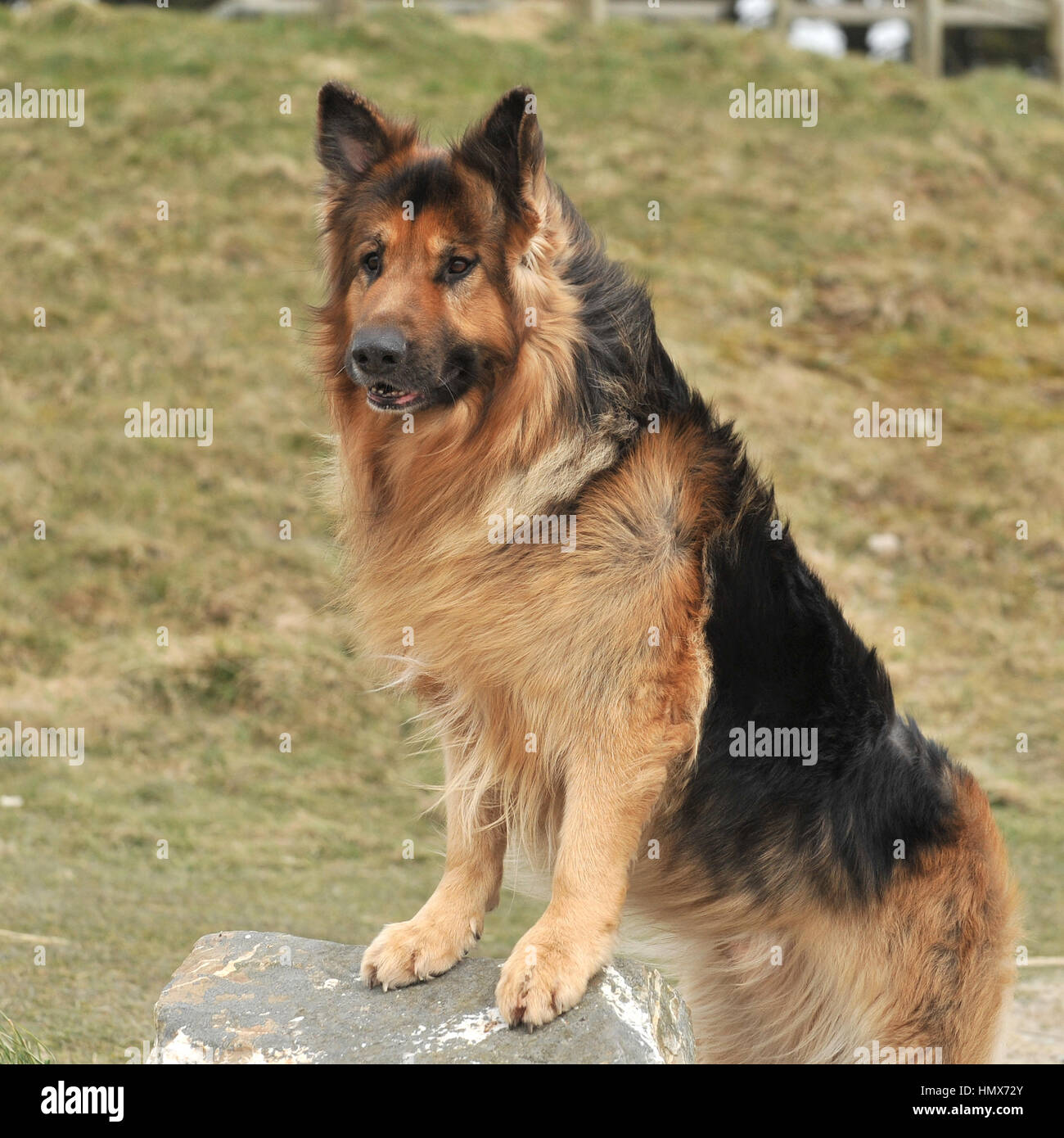 german shepherd dog, alsation Stock Photo - Alamy