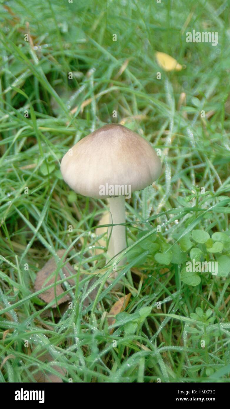 Stubble rosegill (Volvariella gloiocephala), Pluteaceae Stock Photo - Alamy