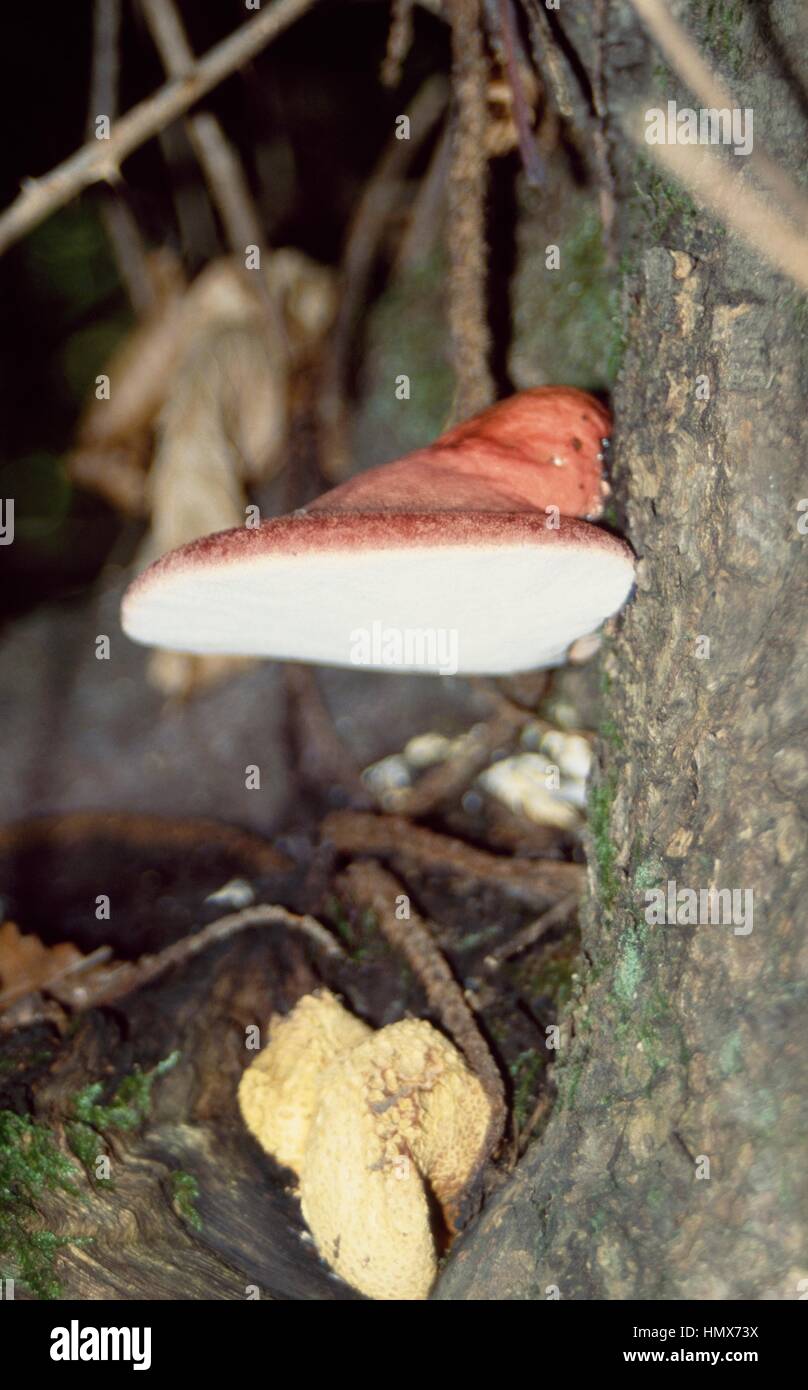 Beefsteak fungus, Beefsteak polypore or Ox tongue (Fistulina hepatica ...