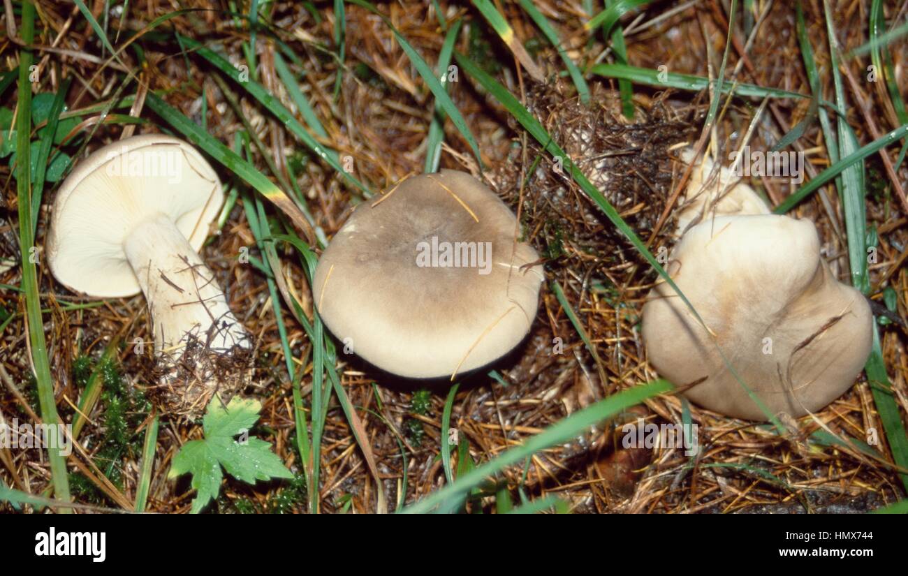 Examples of Clouded agaric or Cloud funnel (Clitocybe nebularis or ...