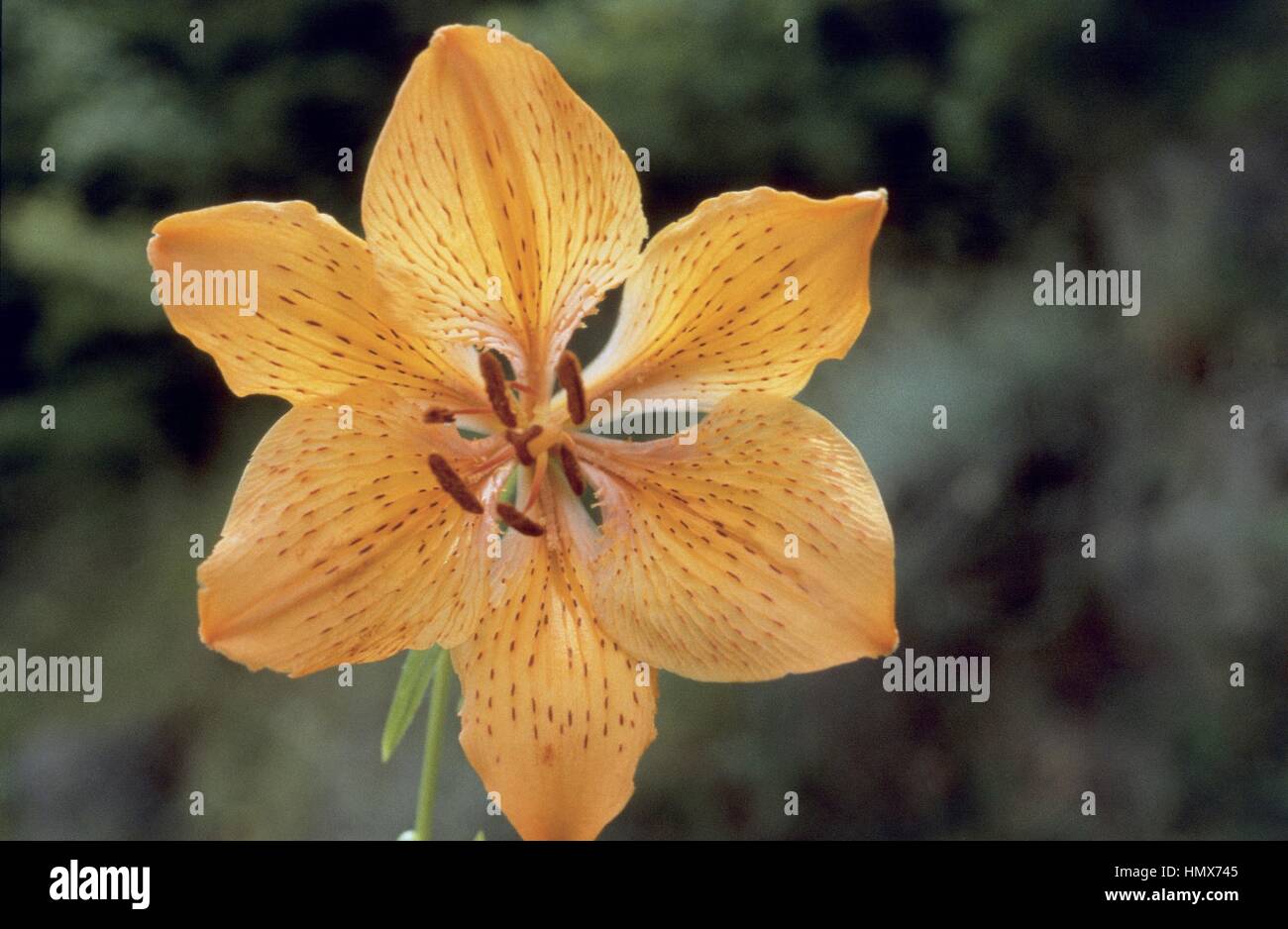 Botany - Liliaceae - Orange lily, or Fire lily (Lilium bulbiferum Stock ...