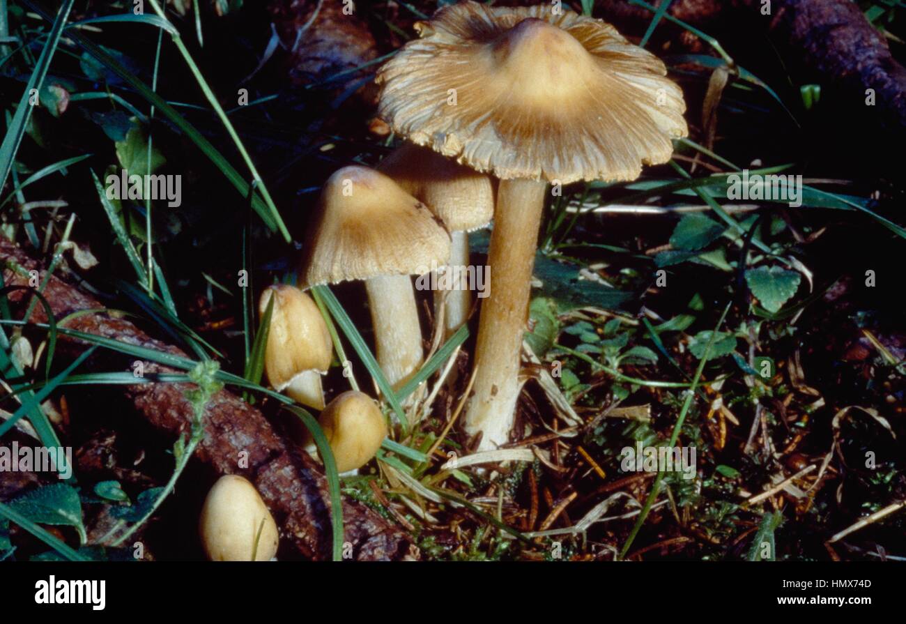 Inocybe fastigiata or Inocybe rimosa, Cortinariaceae Stock Photo - Alamy