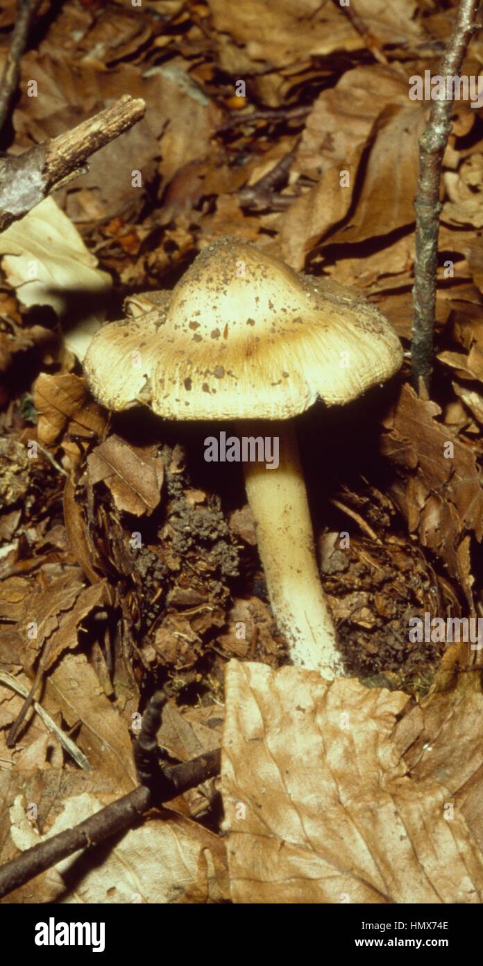 Inocybe patouillardi hi-res stock photography and images - Alamy