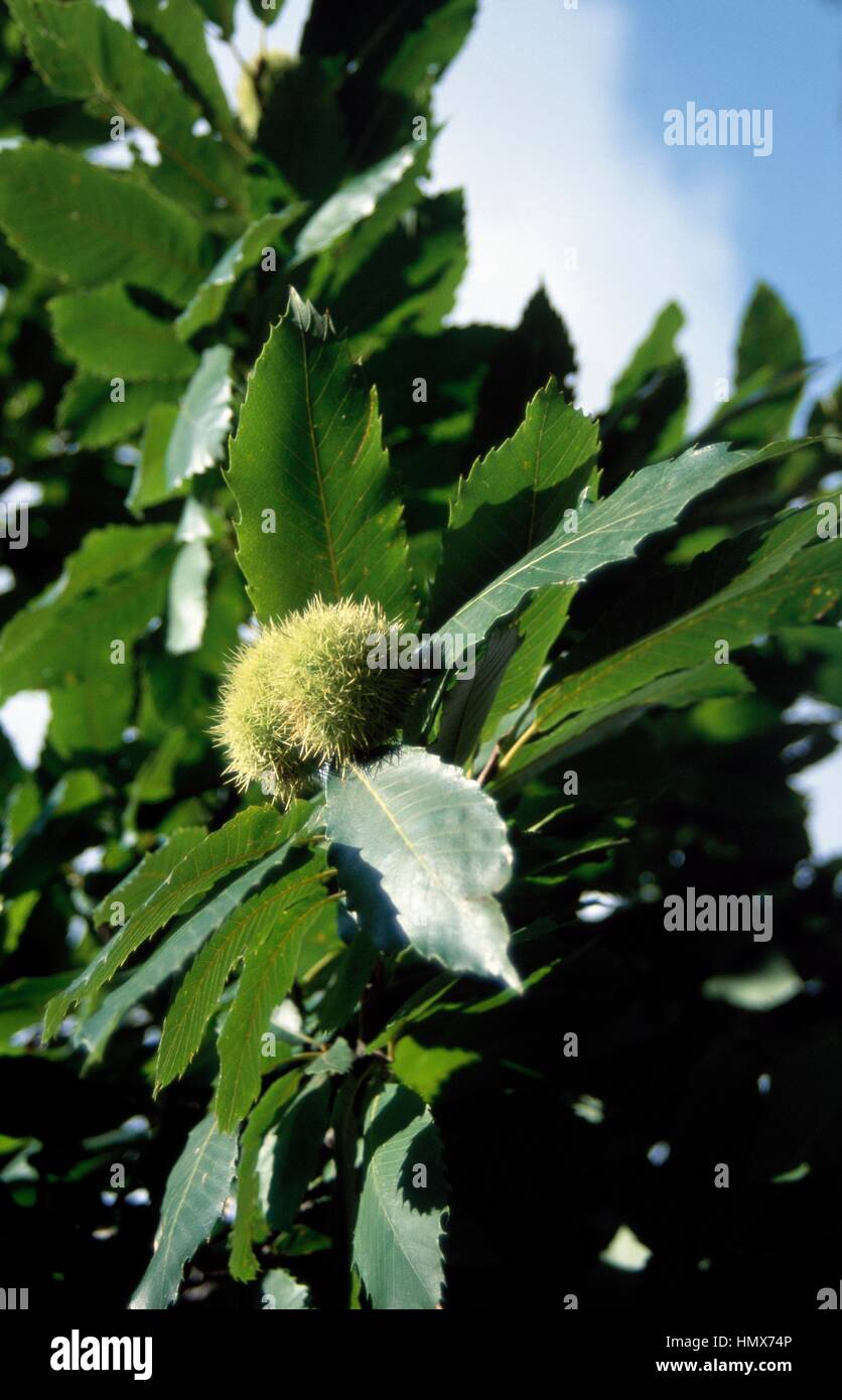 Sweet Chestnut leaves and husk (Castanea sativa), Fagaceae Stock Photo ...