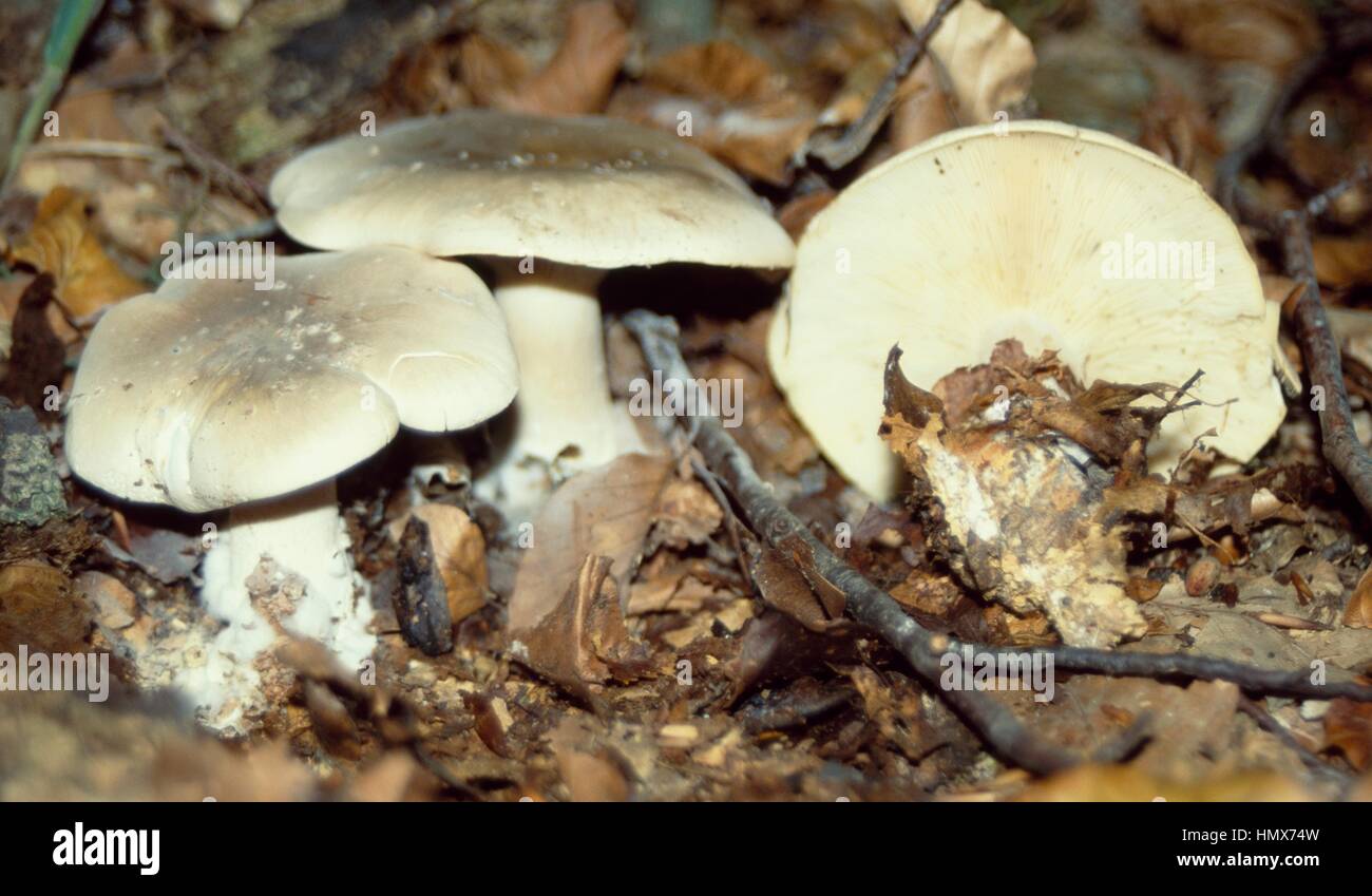 Examples of Clouded agaric or Cloud funnel (Clitocybe nebularis or ...