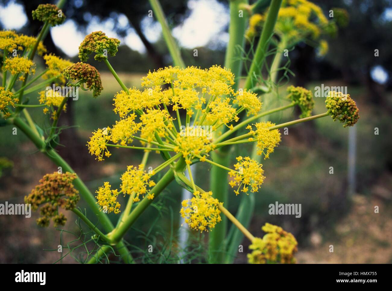 Giant Fennel (Ferula communis), Apiaceae Stock Photo - Alamy