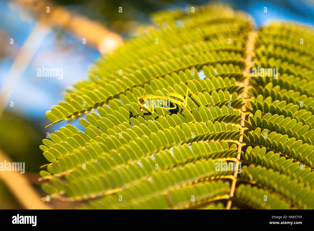 Praying mantis, a predator insect camouflaged on a tree in Botswana ...