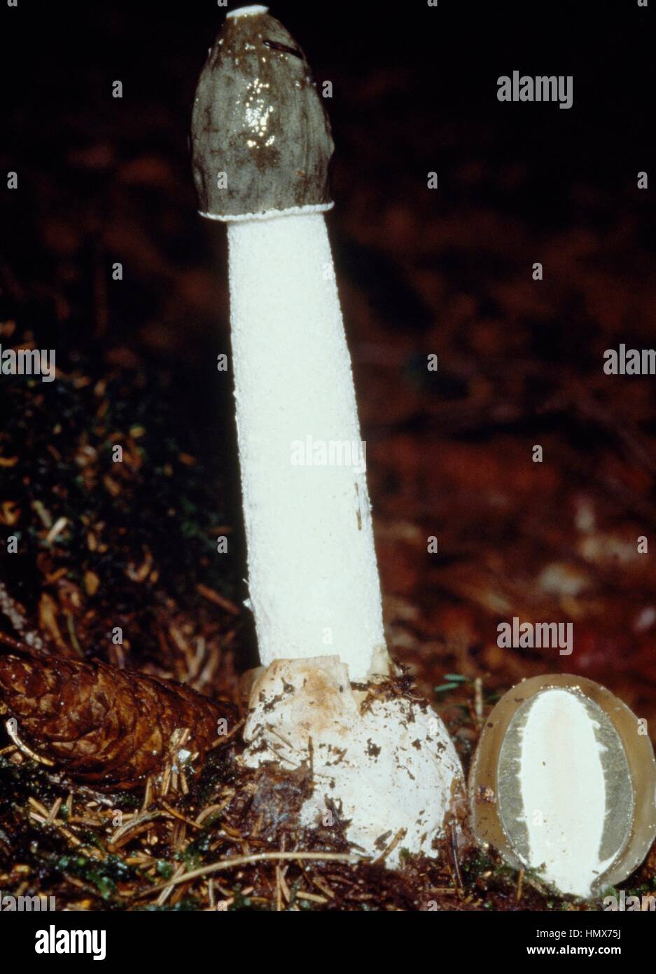The common stinkhorn (Phallus impudicus), Phallaceae Stock Photo - Alamy