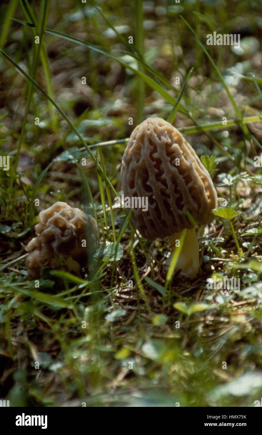 Black morel (Morchella conica or Mochella costata), Morchellaceae Stock ...