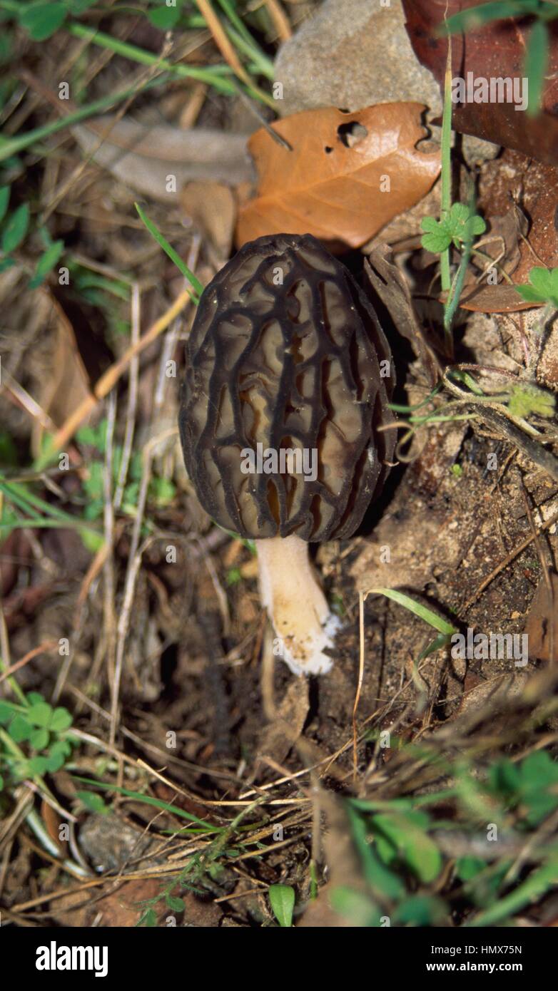 Black morel (Morchella conica o Mochella costata), Morchellaceae Stock ...