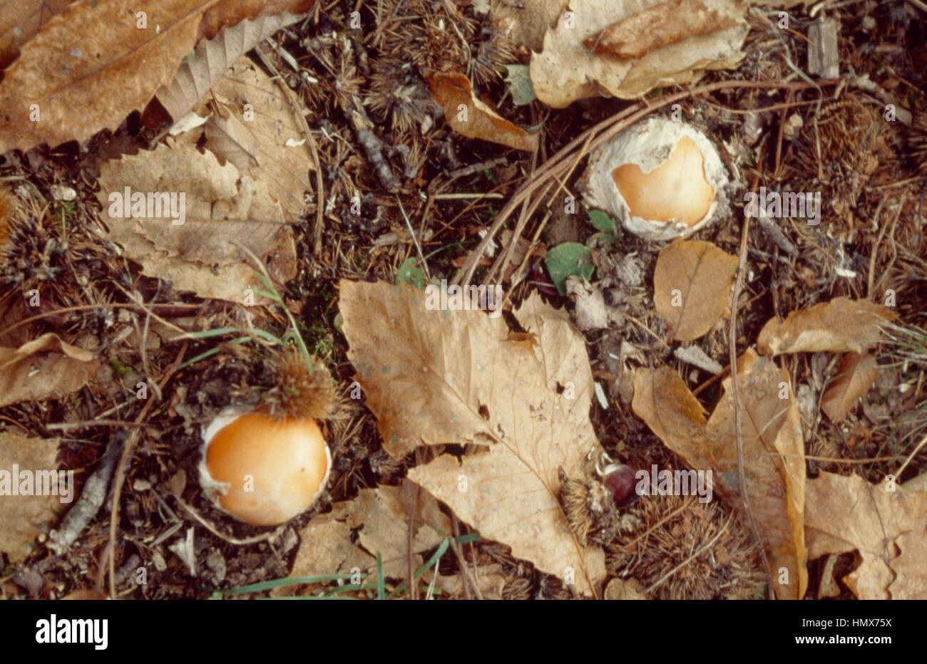 Caesar's Mushroom (Amanita caesarea), Amanitaceae Stock Photo - Alamy
