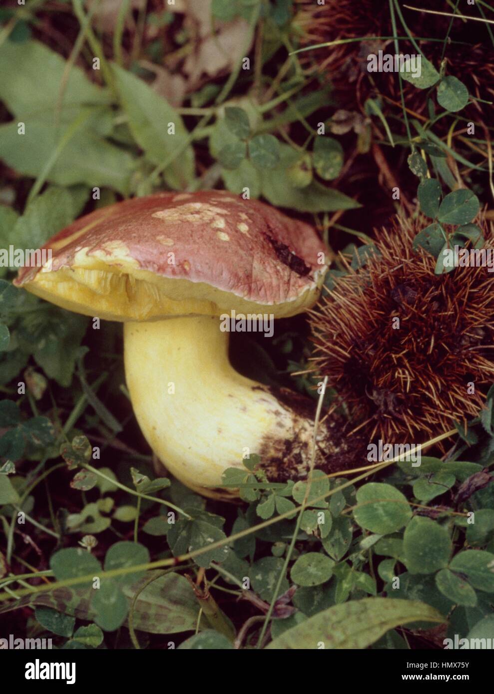 Regal bolete hi-res stock photography and images - Alamy