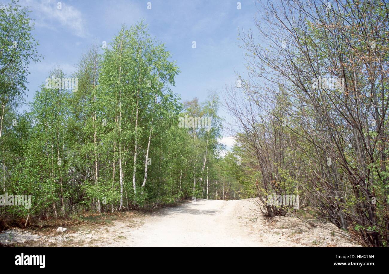 Birch forest (Betula sp), Betulaceae Stock Photo - Alamy