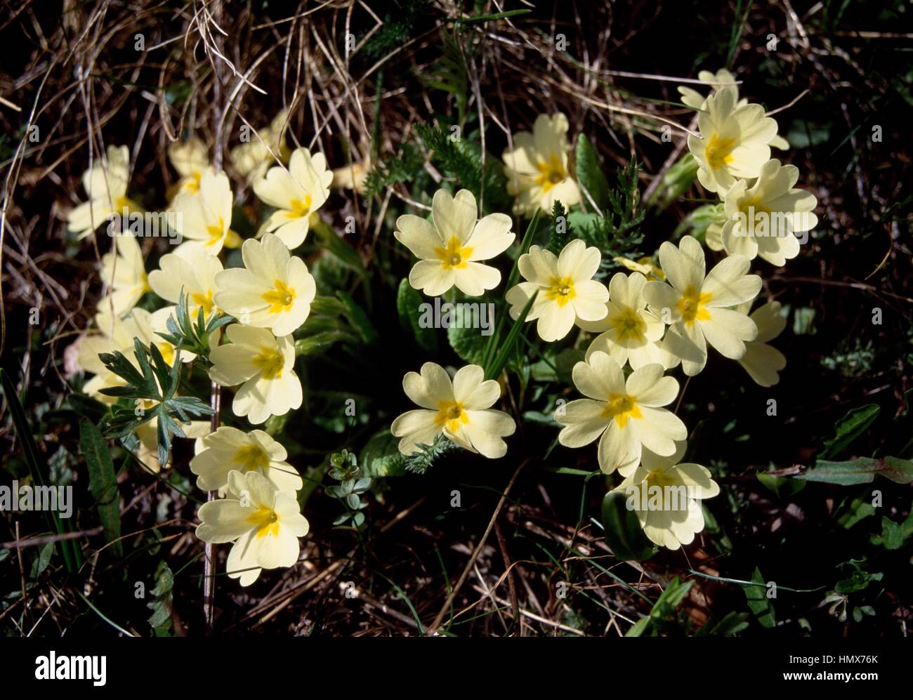 Primrose (Primula acaulis or Primula vulgaris), Primulaceae Stock Photo ...