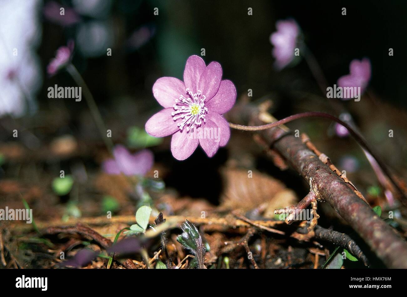 Common Hepatica or Liverwort (Hepatica nobilis or Anemone hepatica or ...