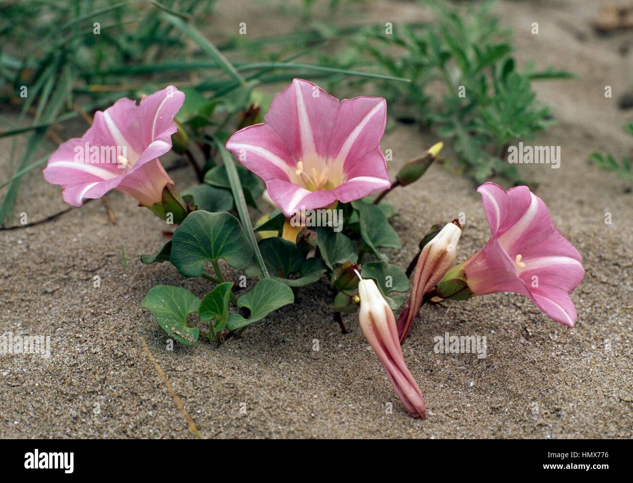 Seashore false bindweed or Shore bindweed (Calystegia soldanella ...