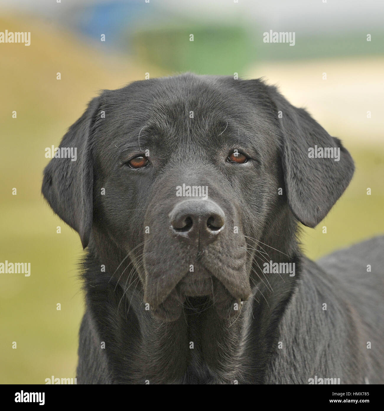 black labrador retriever, head Stock Photo - Alamy