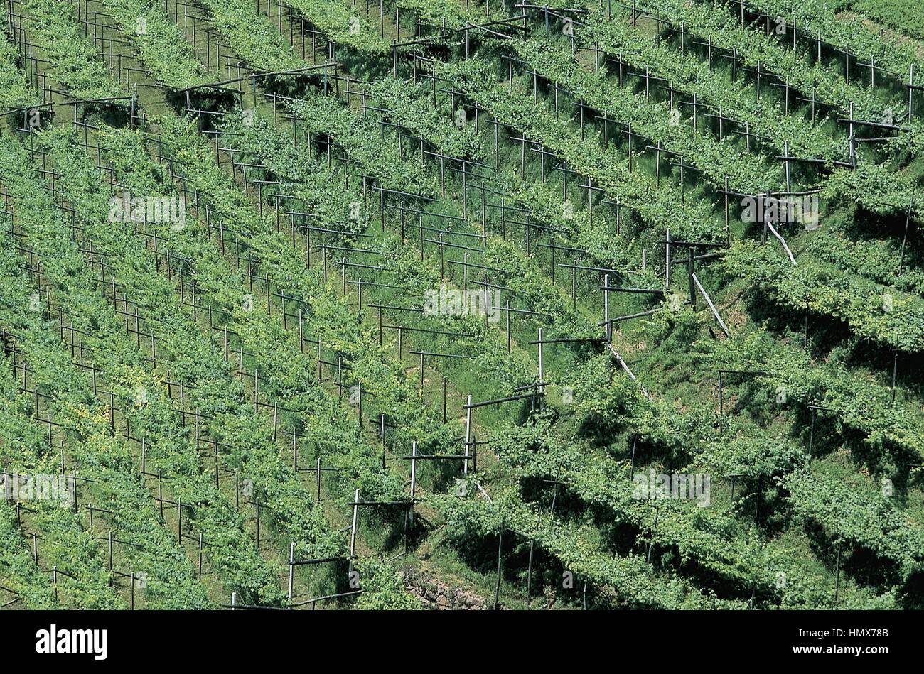 Region cembra hi-res stock photography and images - Alamy