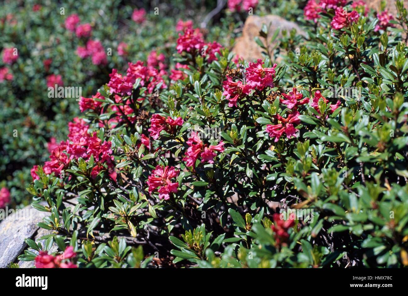 Snow-rose or Rusty-leaved alpenrose (Rhododendron ferrugineum ...