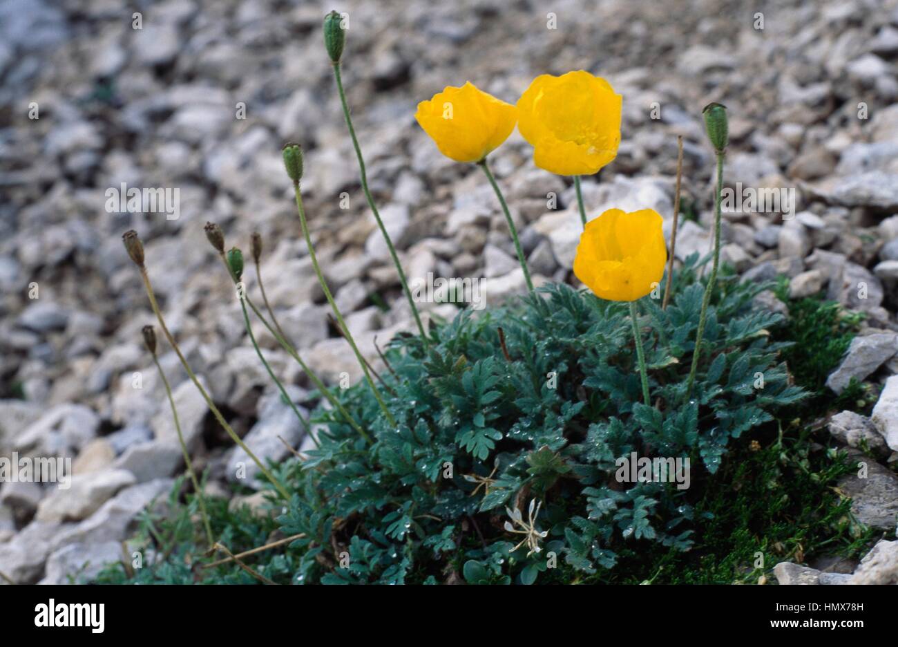 Yellow alpine poppy (Papaver rhaeticum), Papaveraceae, Trentino, Italy ...