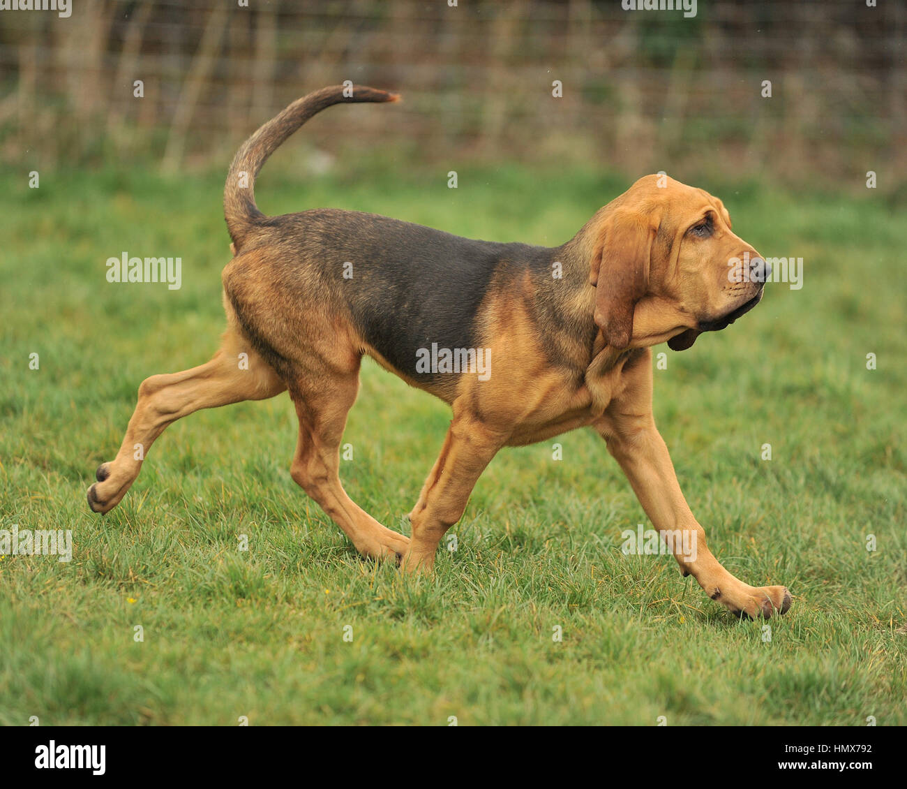 bloodhound in action Stock Photo - Alamy