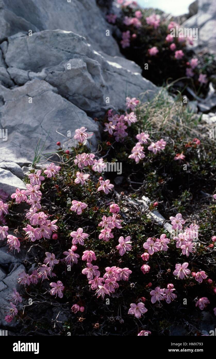 Dwarf alpenrose alpenrose hi-res stock photography and images - Alamy
