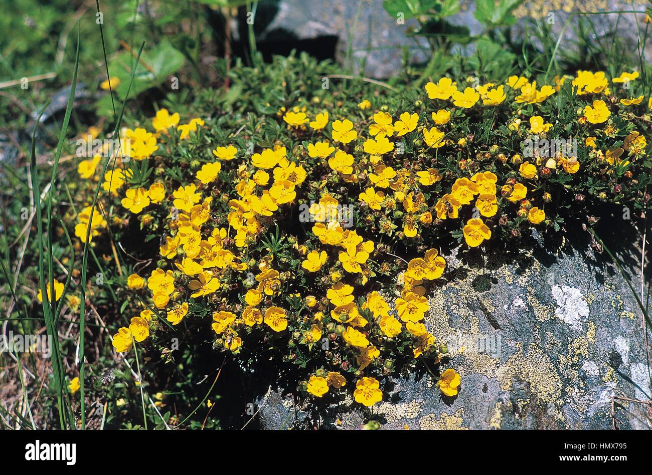 Mountain buttercup ranunculus montanus hi-res stock photography and ...