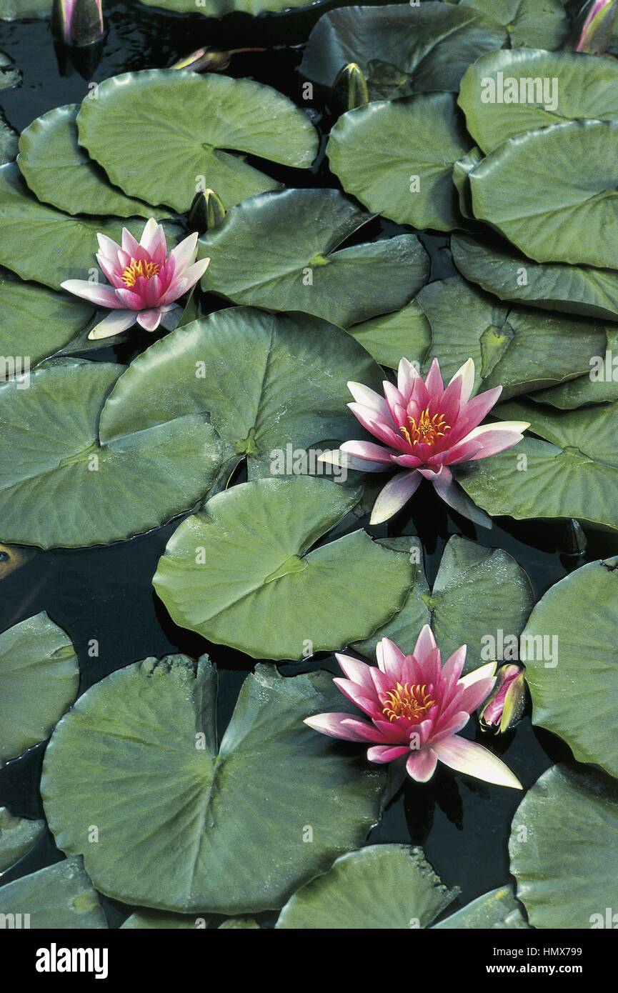 Botany nymphaeaceae waterlily hi-res stock photography and images - Alamy