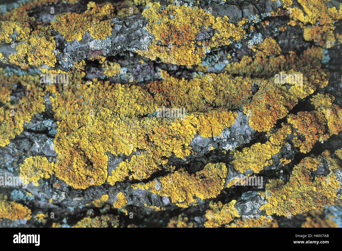 Botany - Lichens (Lichenes Stock Photo - Alamy