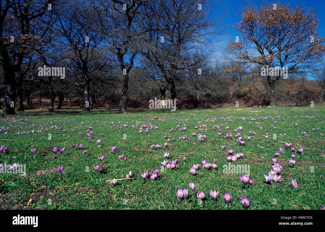 Crocus field hi-res stock photography and images - Alamy