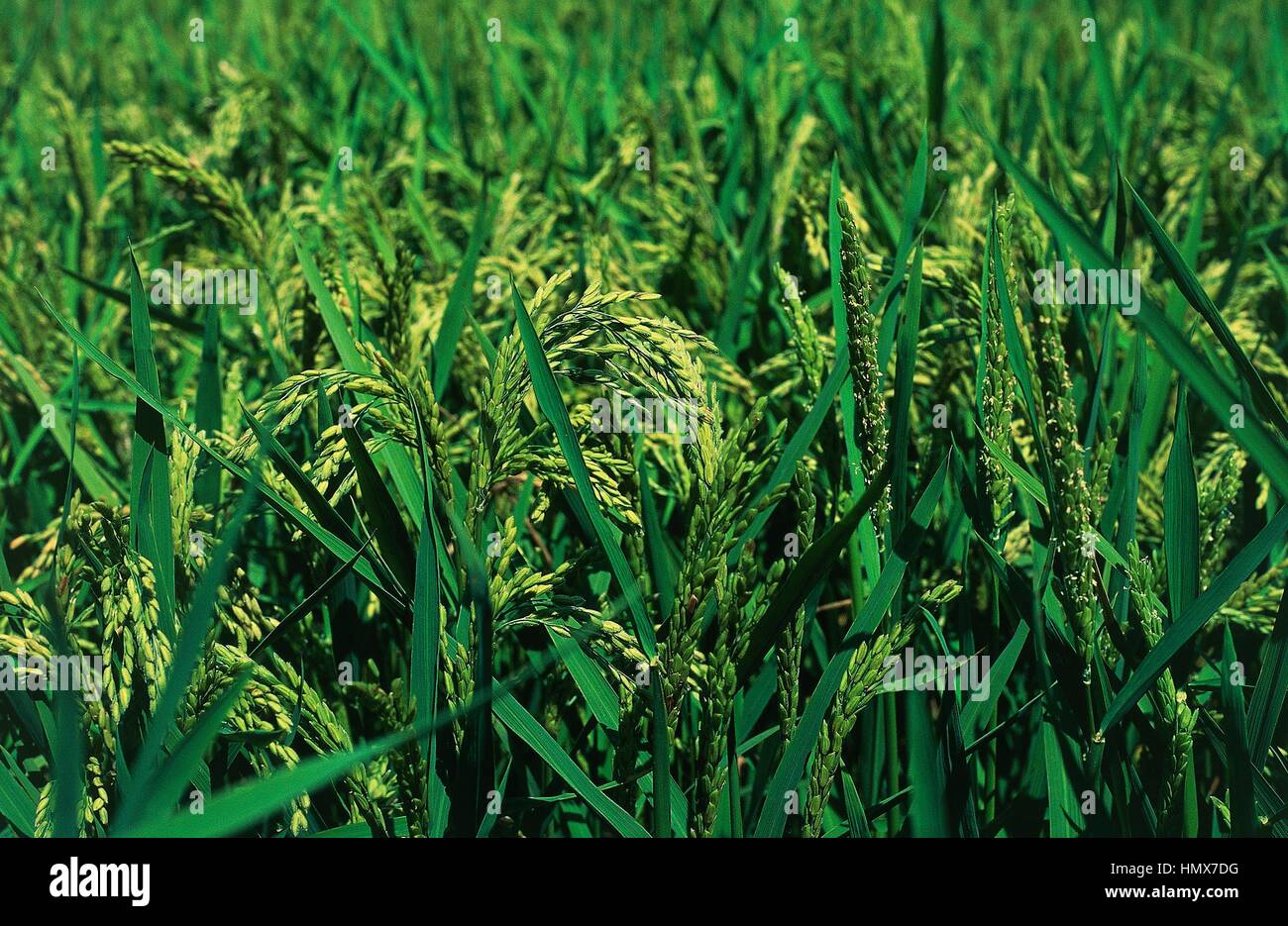 Ears of Asian Rice (Oryza sativa), Gramineae, Valle del Ticino Nature ...