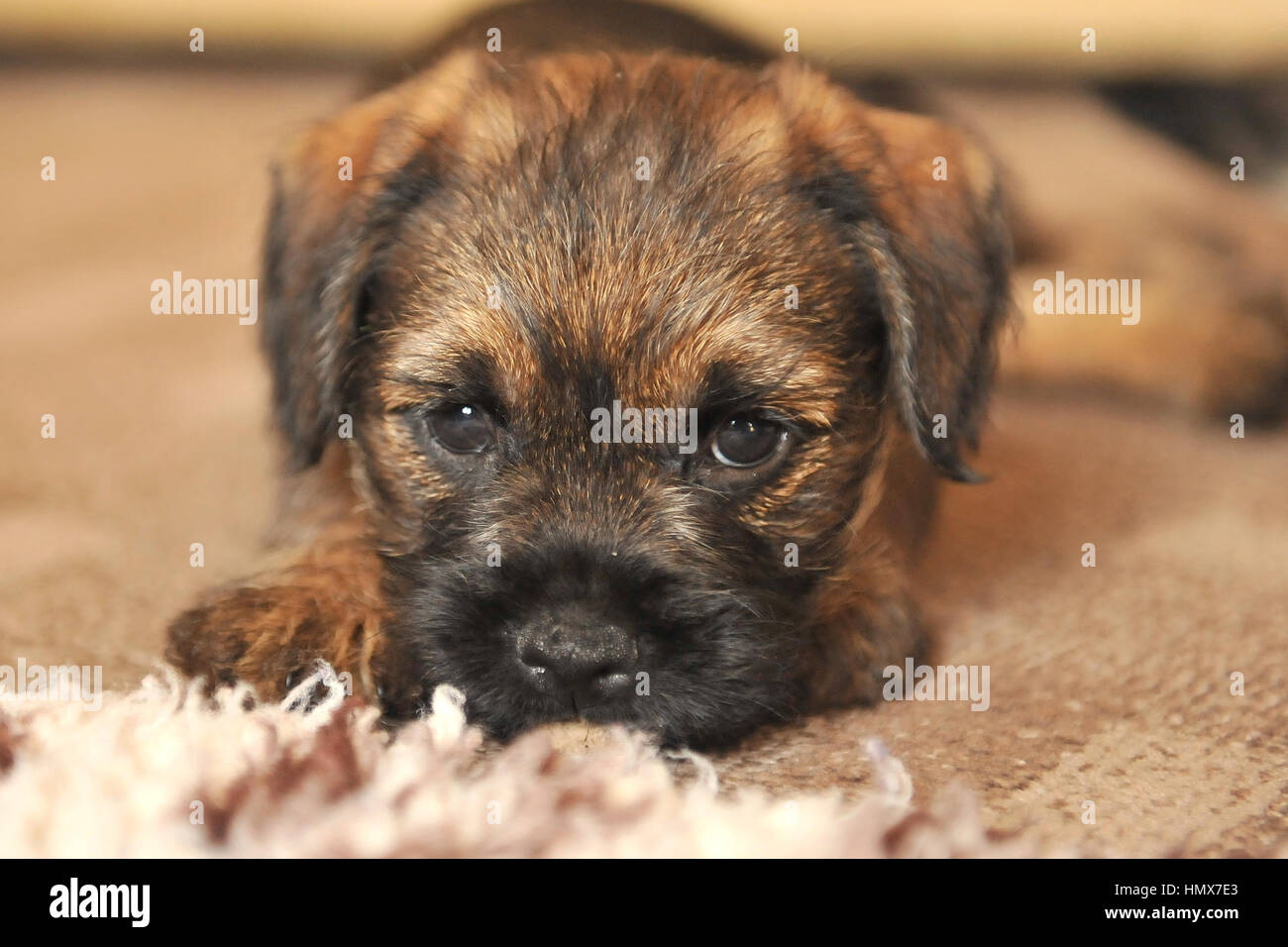 border terrier puppy Stock Photo - Alamy